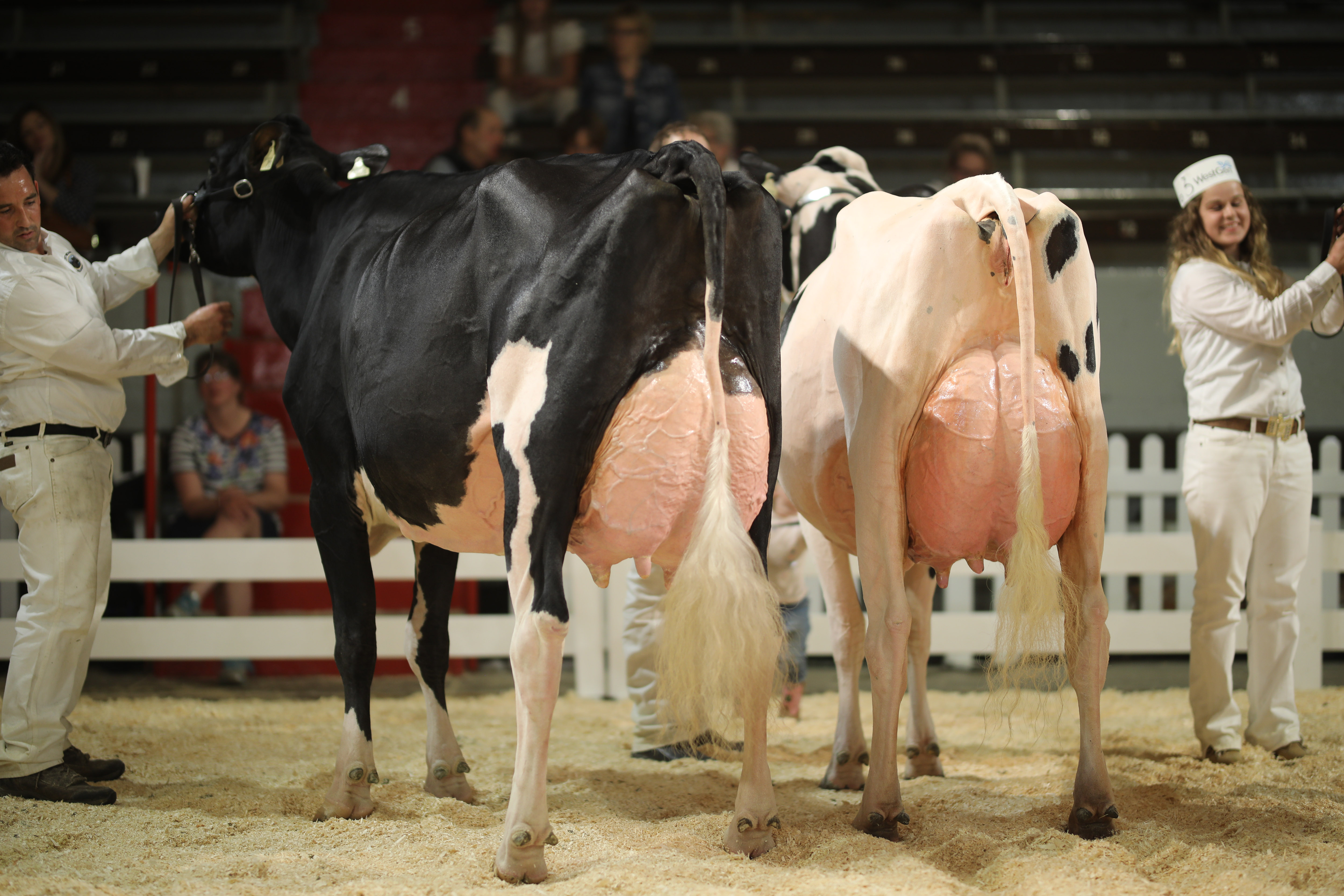 CalgaryDairyClassic18_Holstein-1061 – Alberta Holstein Association