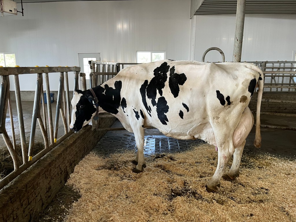 Alberta Holstein Association